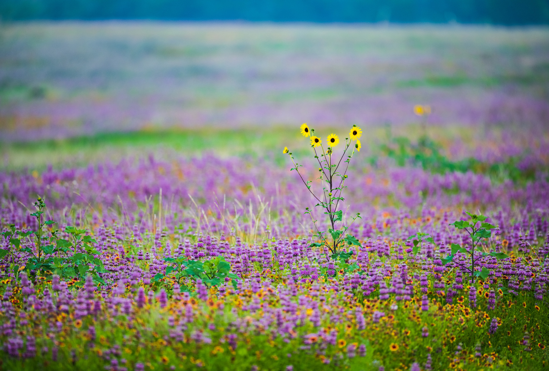 Vision, Mission and Values - Shield Ranch