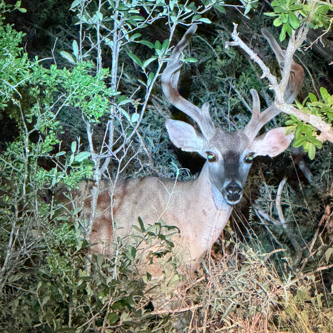 Research Spotlight: Surveying Native and Exotic Ungulates - Shield Ranch